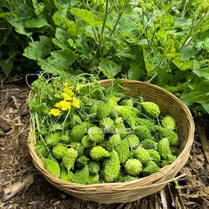 Mini Bitter Gourd Seeds - Khổ Qua Rừng - Etsy