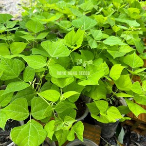 True Jicama Seeds - Asian Yam Bean - Củ Sắn Việt Nam - Etsy
