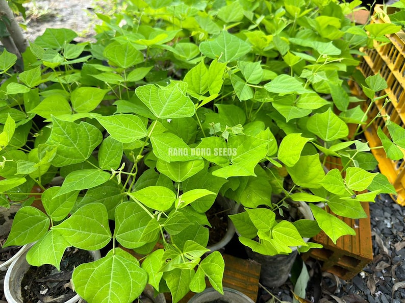 True Jicama Seeds - Asian Yam Bean - Củ Sắn Việt Nam - Etsy