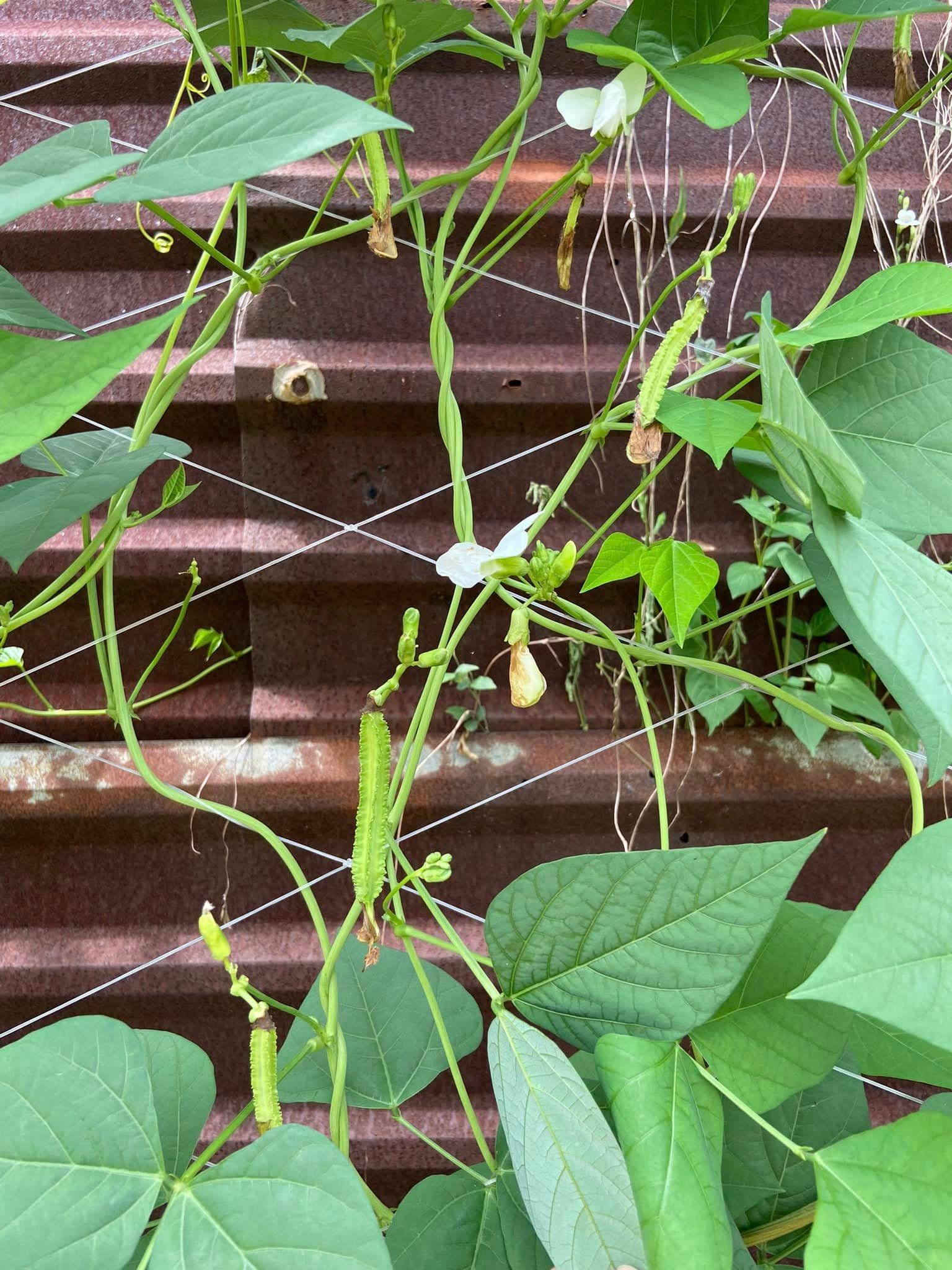 Winged Bean Seeds Four Angled Bean Đậu Rồng - Etsy