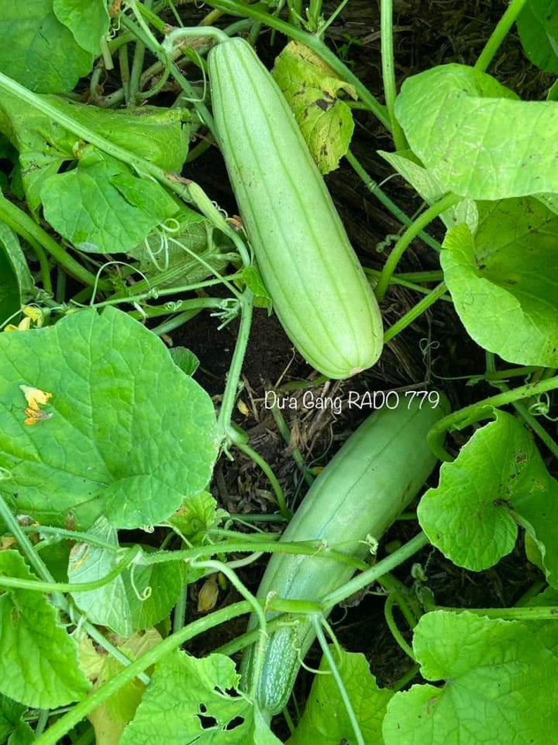 Vietnamese Yellow Melon Seeds Long Musk Melon Dưa Gang Dẻo / Bở - Etsy