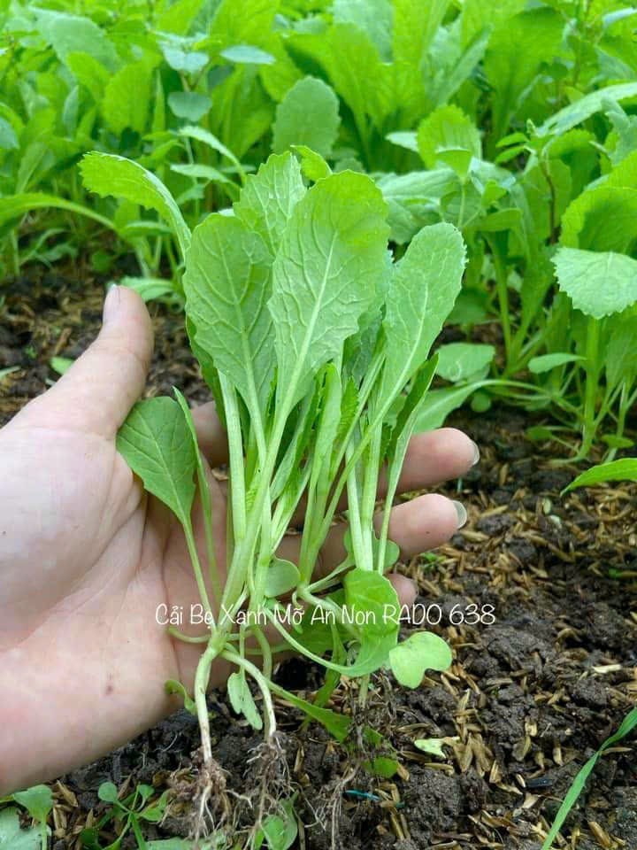 Asian Vegetable - Mustard Seeds - Green Baby Leaf Mustard - Cải Xanh ăn ...