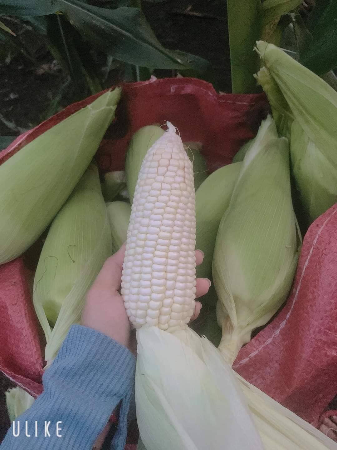 Vietnamese Round White Waxy Corn Seeds - Bắp Nếp Nù Sữa - Etsy