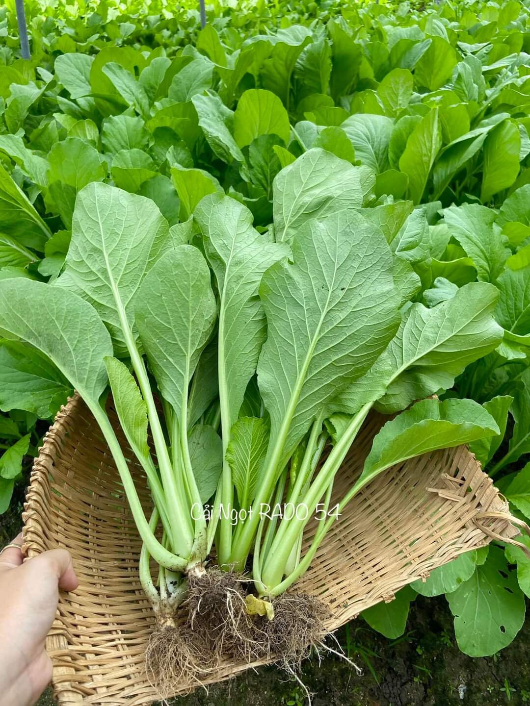 Asian Vegetable - Mustard Seeds - Choysum - Cải Ngọt - Etsy