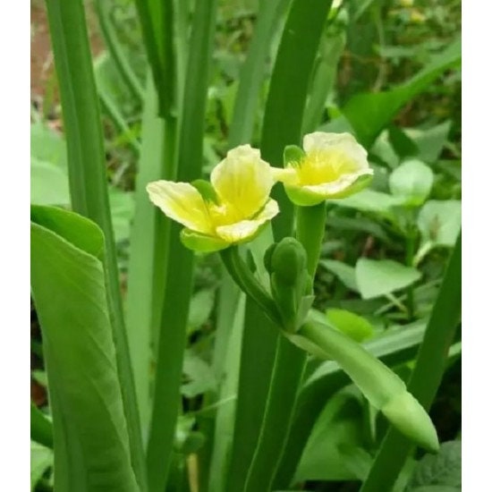 Limnocharis Flava, Yellow Sawah Flower Rush Seeds Hạt Kèo Nèo - Etsy
