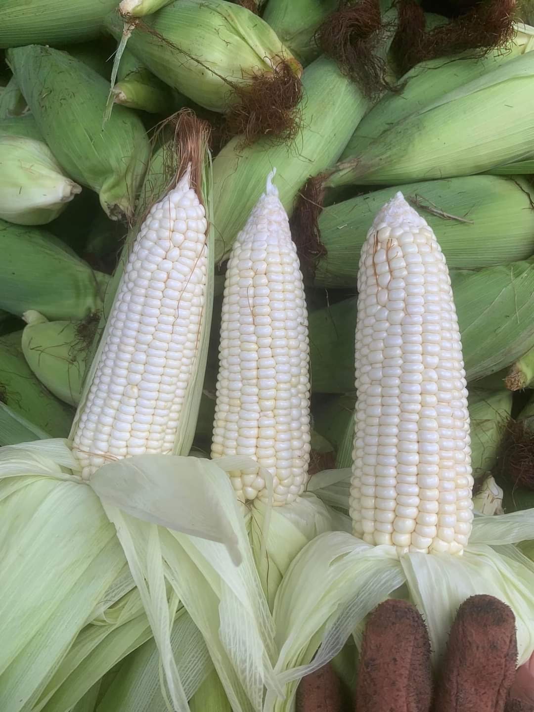 Vietnamese Round White Waxy Corn Seeds - Bắp Nếp Nù Sữa - Etsy