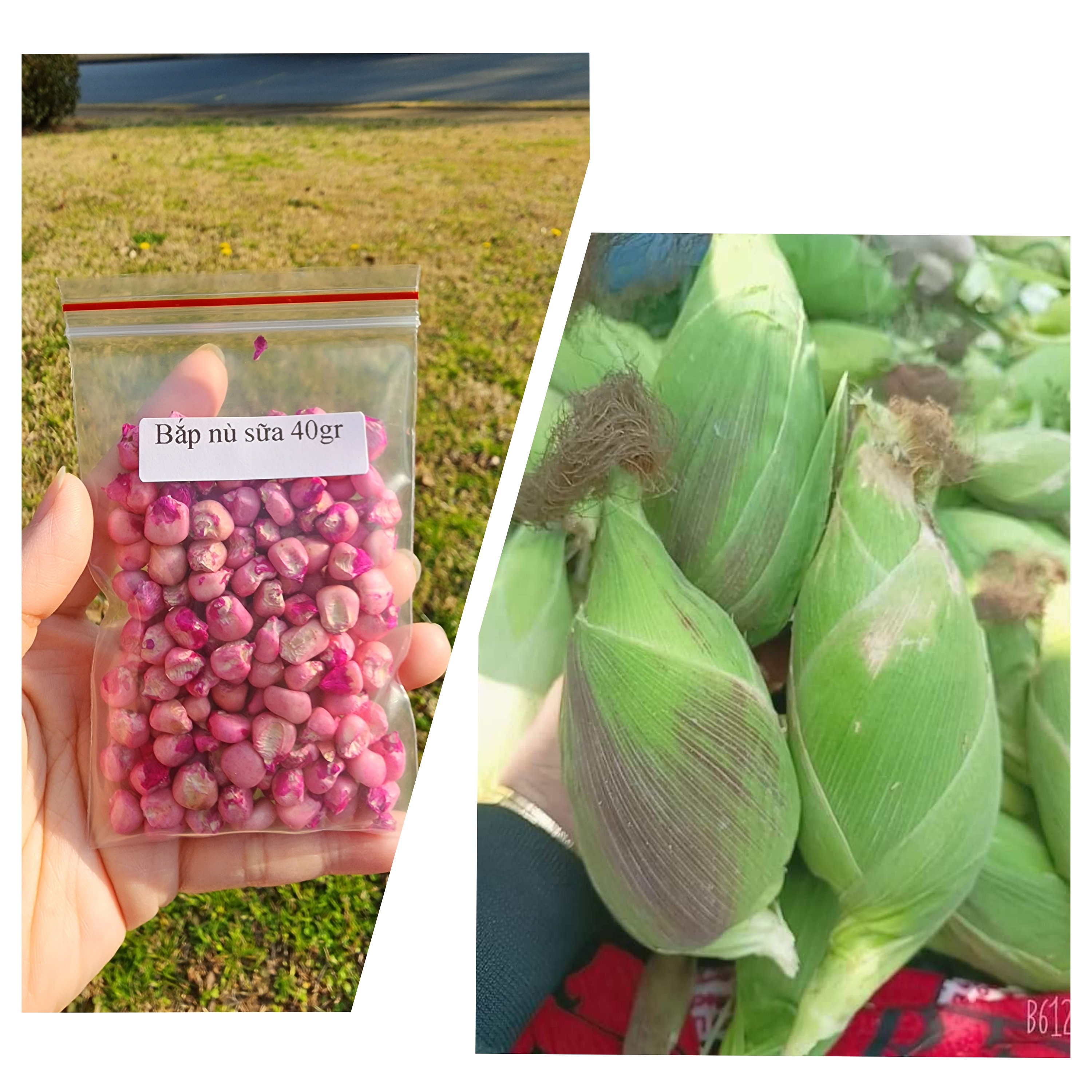 Vietnamese Round White Waxy Corn Seeds - Bắp Nếp Nù Sữa - Etsy