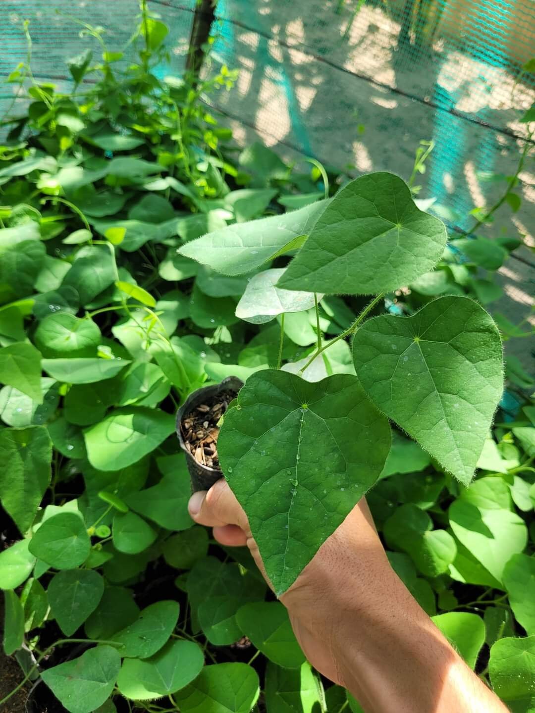 Green Vine Jelly Seeds - Sương Sâm Lông - Etsy