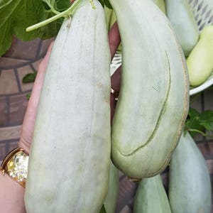 MELON - Chinese Banana Melon Seeds (crispy Juicy Sweet) Hybrid - Dưa ...
