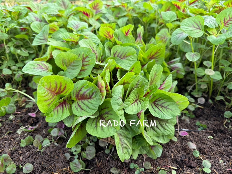 Green Red Amaranth Seeds - Vietnamese Yin Choi - Dền Khoang - Dền Tía ...