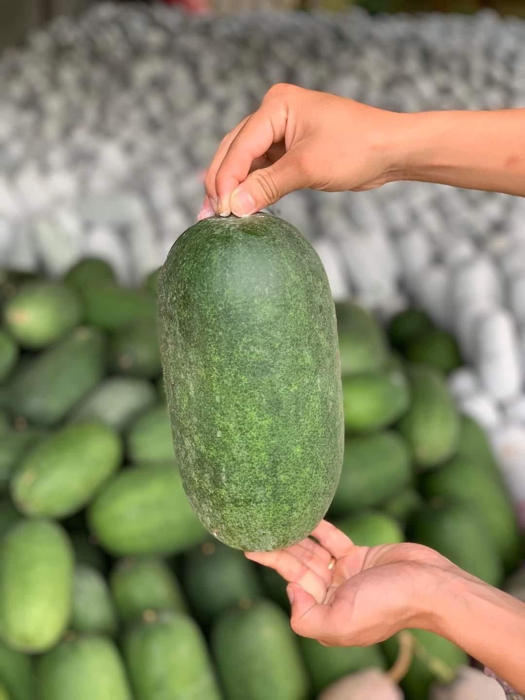 Hairy Melon Seeds: Fragrant Gourd - Bắc Kạn Variety - Bí Xanh Thơm - Etsy