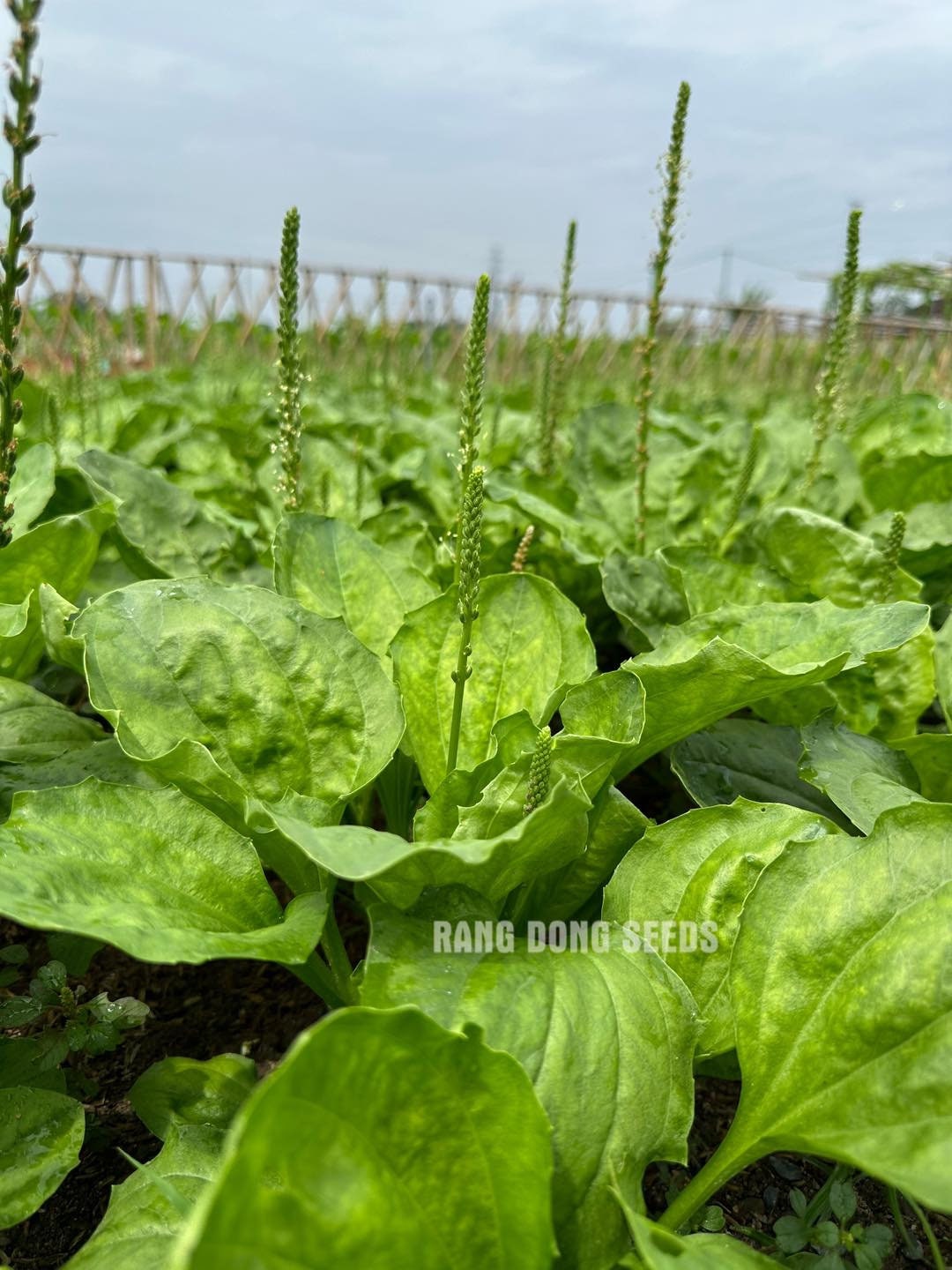 Plantago Major Seeds – Broadleaf Plantain - Perennial Edible Medicinal ...