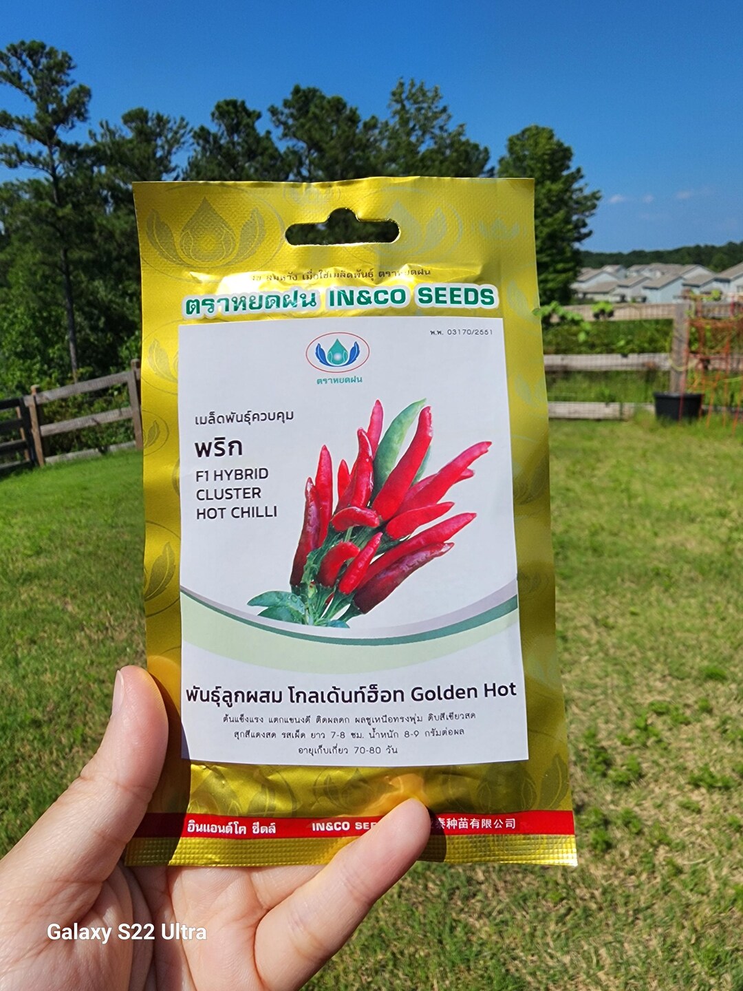 THAILAND PEPPERS - Golden Hot - Cluster Hot Chilli Hybrid Seeds - Ớt ...