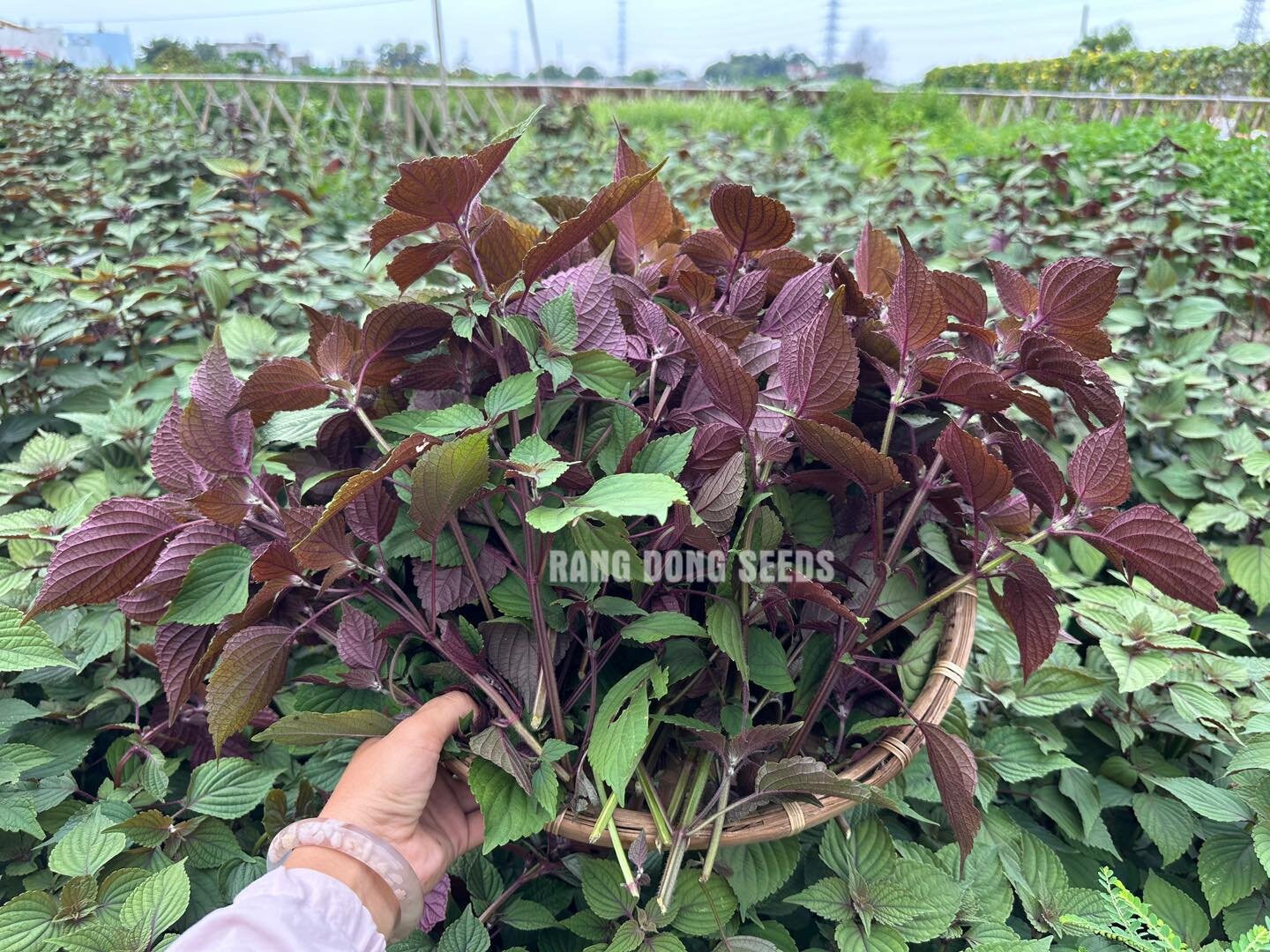 Asian Herb Shiso Seeds Vietnamese Perilla Tía Tô Miền Bắc Việt Nam - Etsy