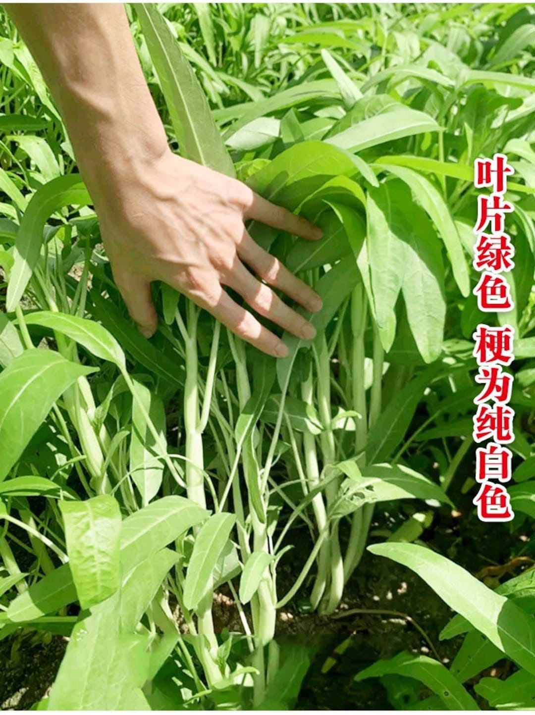 White Water Spinach Small Leaf Seeds: Chinese Convolvulus - Rau Muống ...