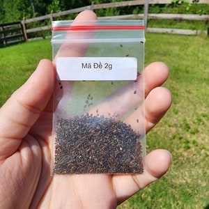 Plantago Major Seeds – Broadleaf Plantain - Perennial Edible Medicinal ...