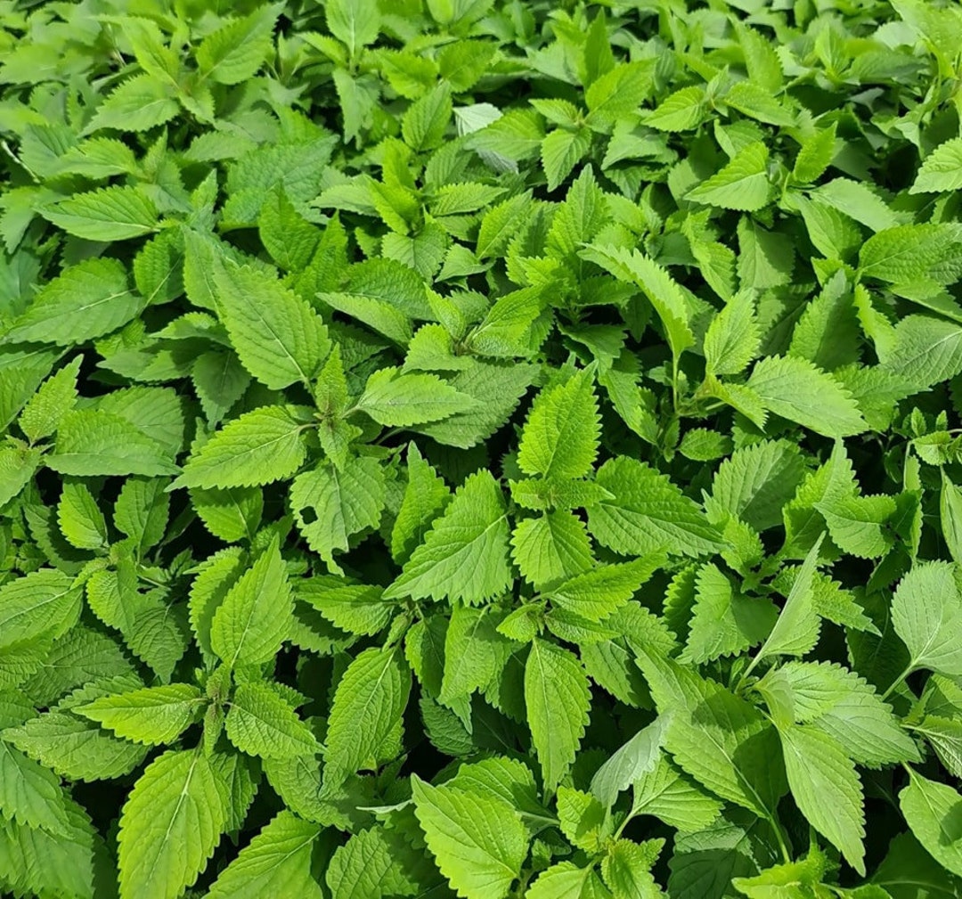 ASIAN HERB: Vietnamese Balm Seeds - Elsholtzia Ciliata - Rau Kinh Giới ...