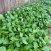 Asian Vegetable - Mustard Seeds - Green Pak Choi - Cabbage Seeds - Bok ...