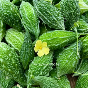 Mini Bitter Gourd Seeds - Khổ Qua Rừng - Etsy