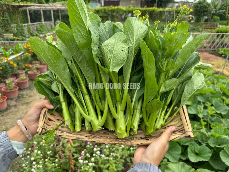 Asian Vegetable - Flowering Pak Choy (green Amber) Seeds - Cải Ngồng ăn ...