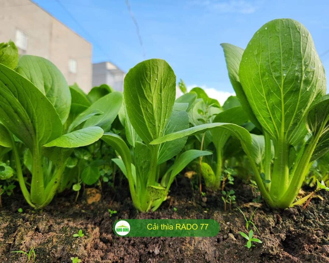 Asian Vegetable - Mustard Seeds - Green Pak Choi - Cabbage Seeds - Bok ...