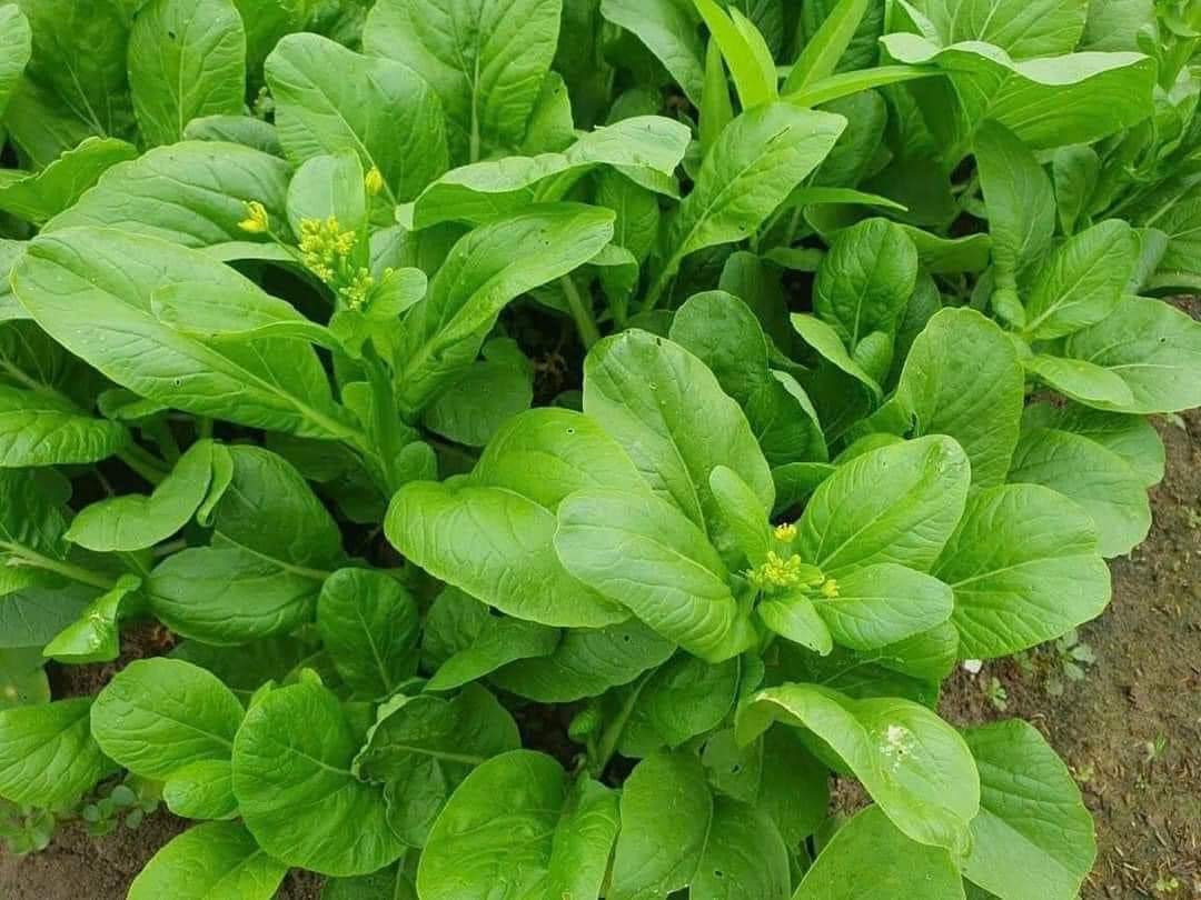 Asian Vegetable Flowering Pak Choy green Amber Cải Ngồng ăn Bông - Etsy