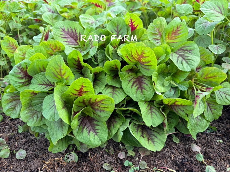 Green Red Amaranth Seeds - Vietnamese Yin Choi - Dền Khoang - Dền Tía ...