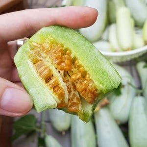 MELON - Chinese Banana Melon Seeds (crispy Juicy Sweet) Hybrid - Dưa ...