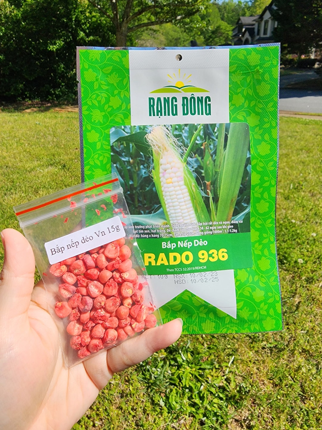CORN SEEDS Vietnamese White Waxy Corn Bắp Nếp Dẻo Việt Nam - Etsy