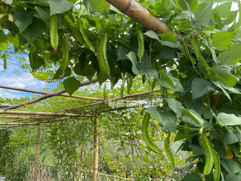 Winged Bean Seeds Four Angled Bean Đậu Rồng - Etsy