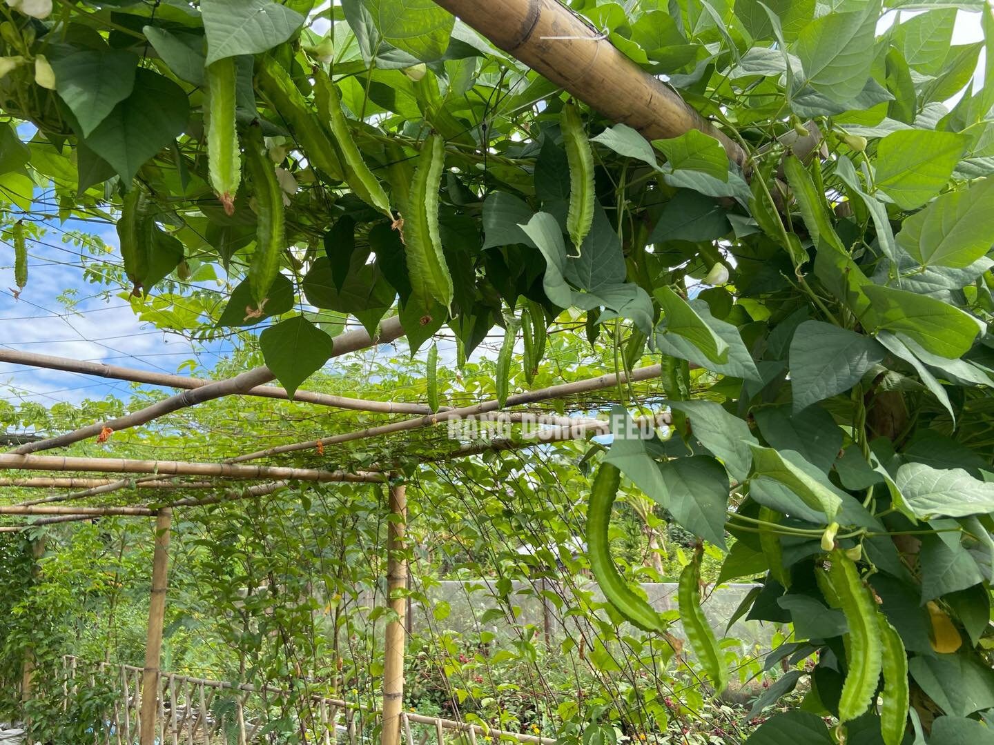 Winged Bean Seeds - Four Angled Bean - Đậu Rồng - Etsy