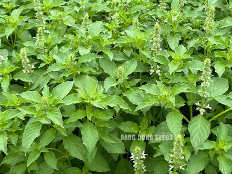 Thai Lemon Basil Seeds - Hoary/lemon Basil - Lá é - Húng Trắng - Etsy