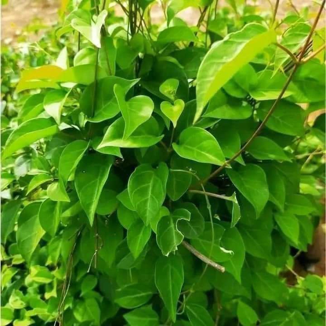 River Leaf Vine Aganonerion Sour Leaf Seeds Hạt Lá Giang - Etsy