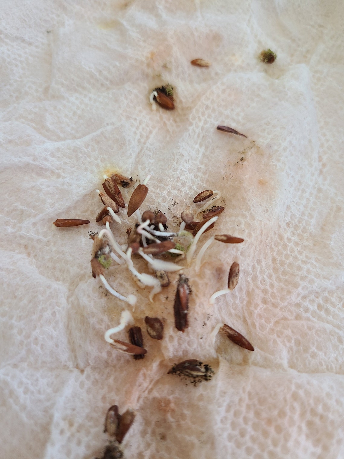 River Leaf Vine - Aganonerion- Sour Leaf Seeds - Hạt Lá Giang - Etsy