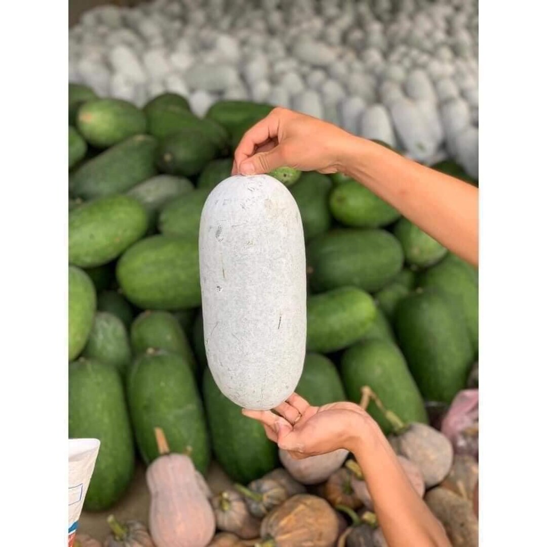 Wax Gourd Seeds - Hairy Melon - Fragrant Bí Phấn Thơm Bắc Kạn - Etsy