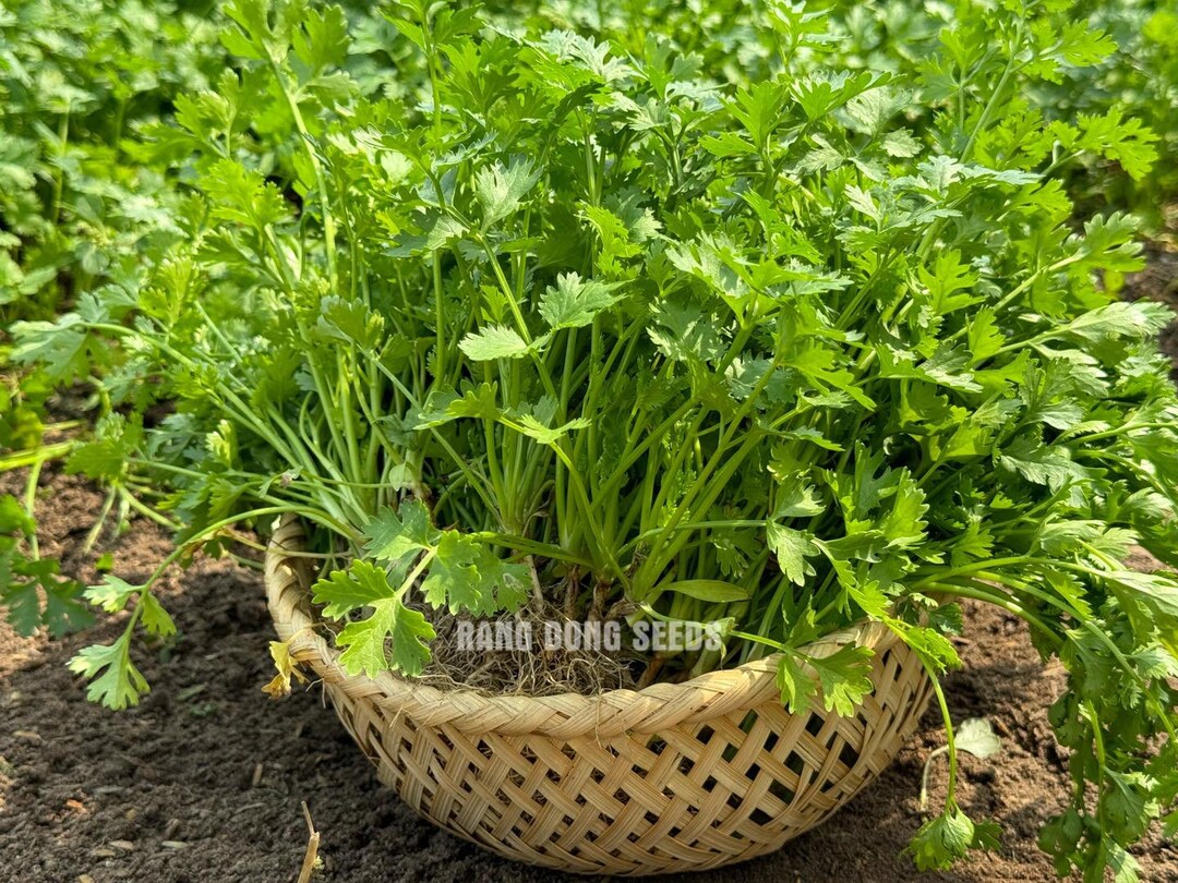 Cilantro Seeds: Heirloom Coriander - Vietnamese Coriander - Rau Mùi ...