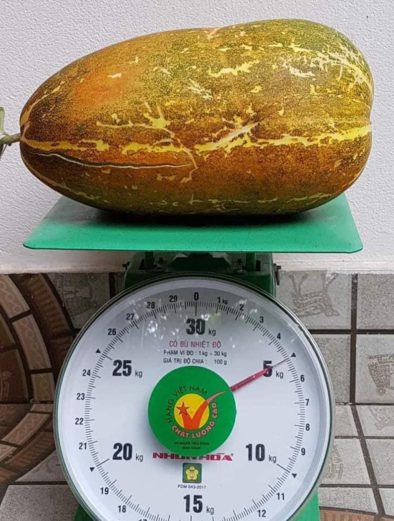 MELON Thailand Musk Melon Seeds Long Musk Melon Seeds Dưa Bở Thơm Thái Lan - Etsy