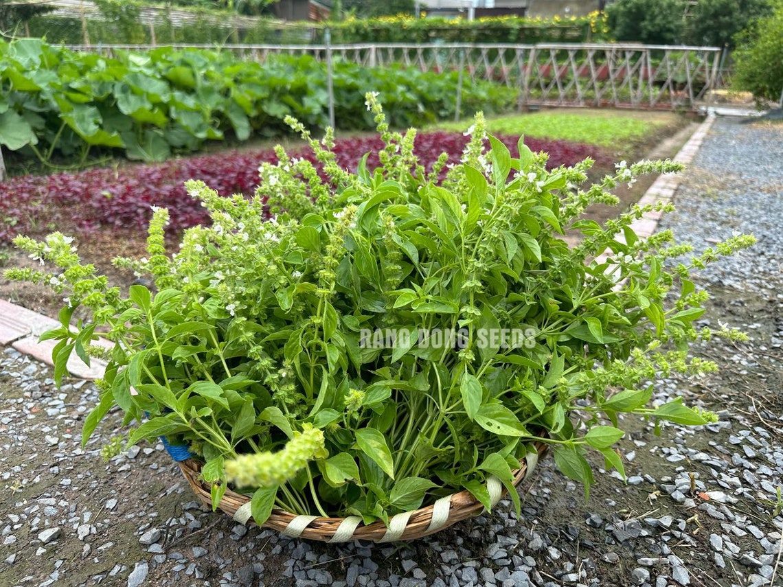 Thai Lemon Basil Seeds - Hoary/lemon Basil - Lá é - Húng Trắng - Etsy
