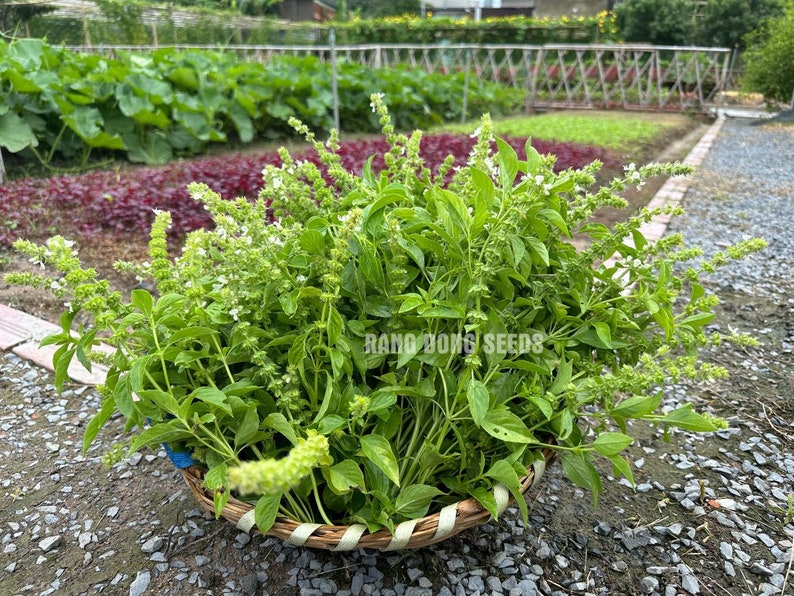 Thai Lemon Basil Seeds - Hoary/lemon Basil - Lá é - Húng Trắng - Etsy