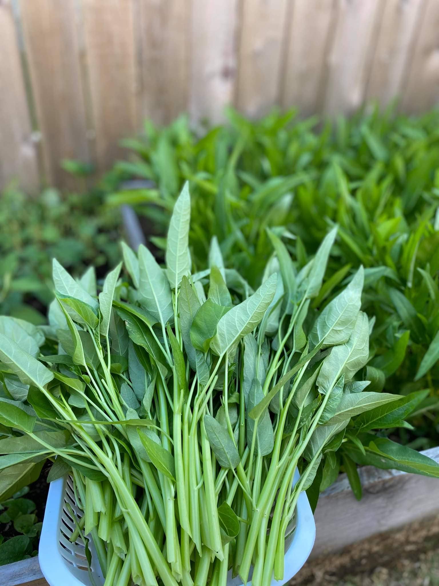Large Leaf Water Spinach, Convolvulus Seeds Kang Kong Ong Choy Rau ...