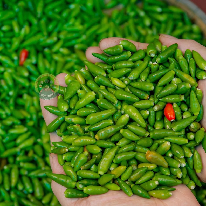 ASIAN PEPPER - Bird Pepper Seeds - Ớt Xiêm Rừng - Etsy