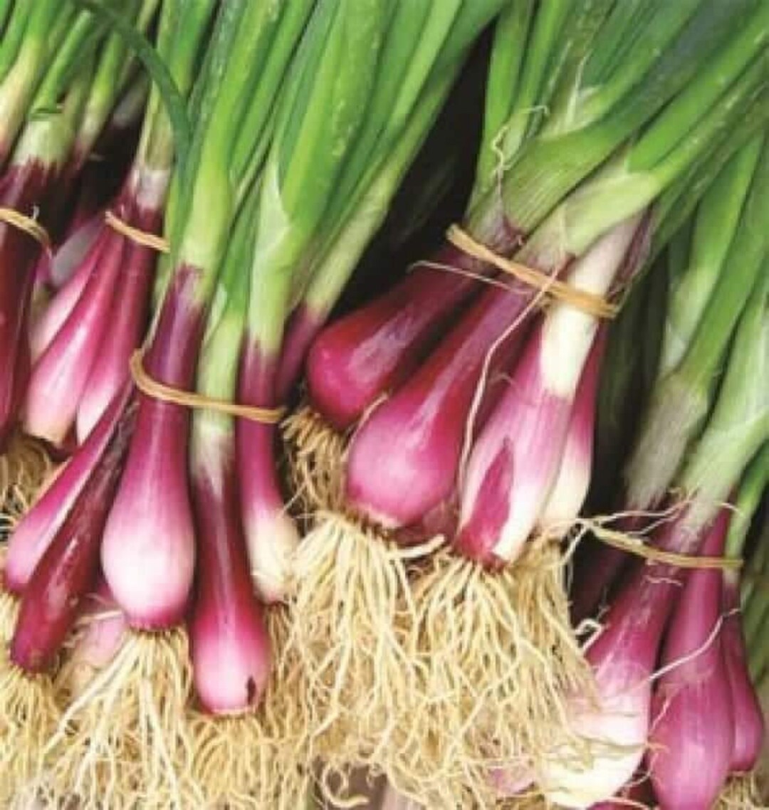 Asian Herb Onion Seeds Red Beard Bunching Onion Hành Lá Gốc Tím - Etsy