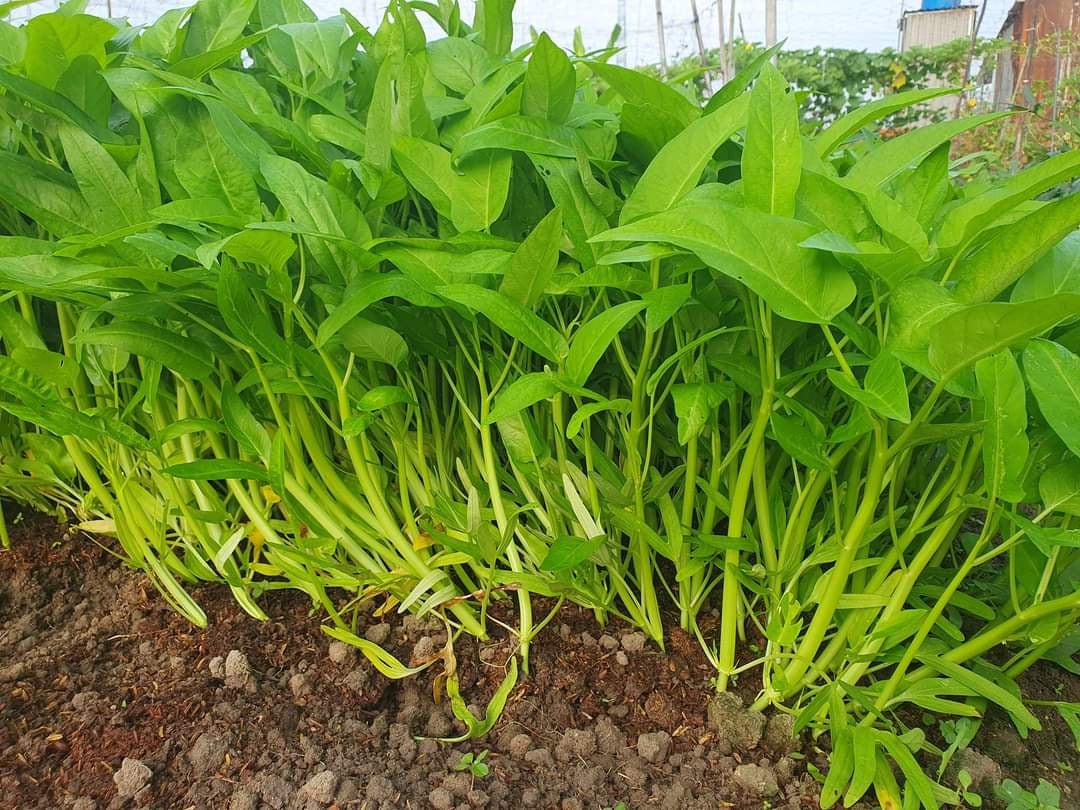 Large Leaf Water Spinach, Convolvulus Seeds Kang Kong Ong Choy Rau ...