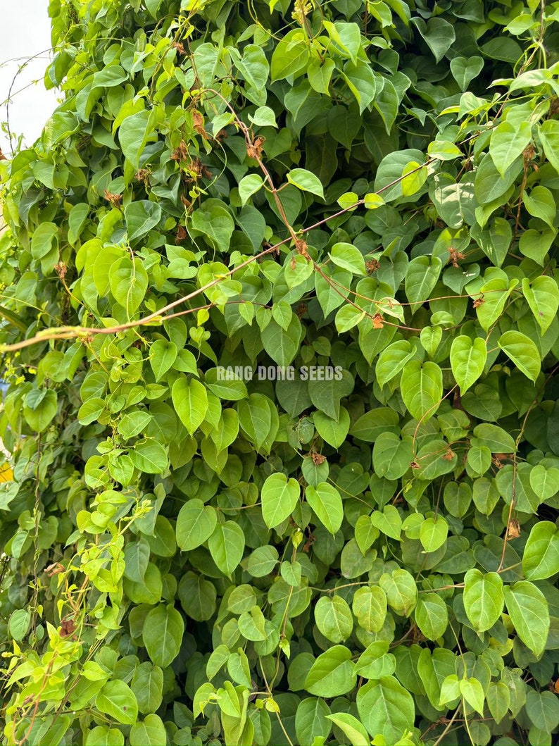 River Leaf Vine Aganonerion Sour Leaf Seeds Hạt Lá Giang - Etsy