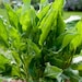 Sorrel Seeds - Rumex Acetosa - Large Leaf - Rau Chua - Etsy