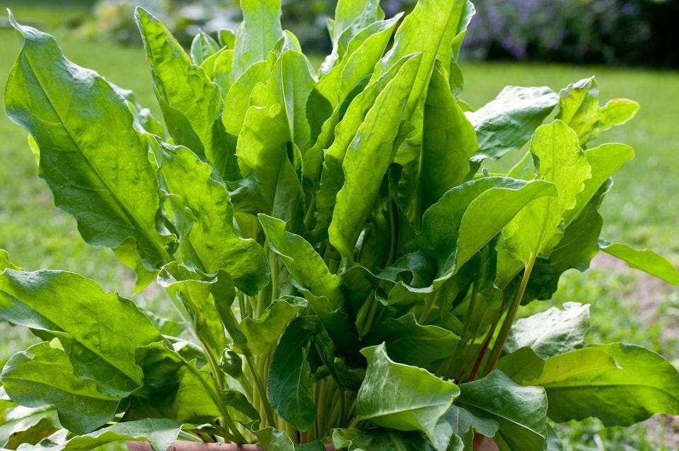 Sorrel Seeds - Rumex Acetosa - Large Leaf - Rau Chua - Etsy
