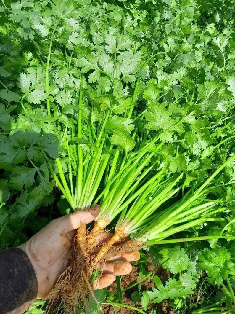 Heat-resistant Coriander Seeds: Thailand Cilantro - Mùi Chịu Nhiệt, Mùi ...