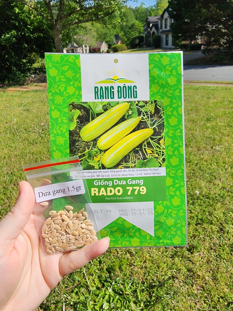 Vietnamese Yellow Melon Seeds Long Musk Melon Dưa Gang Dẻo / Bở - Etsy