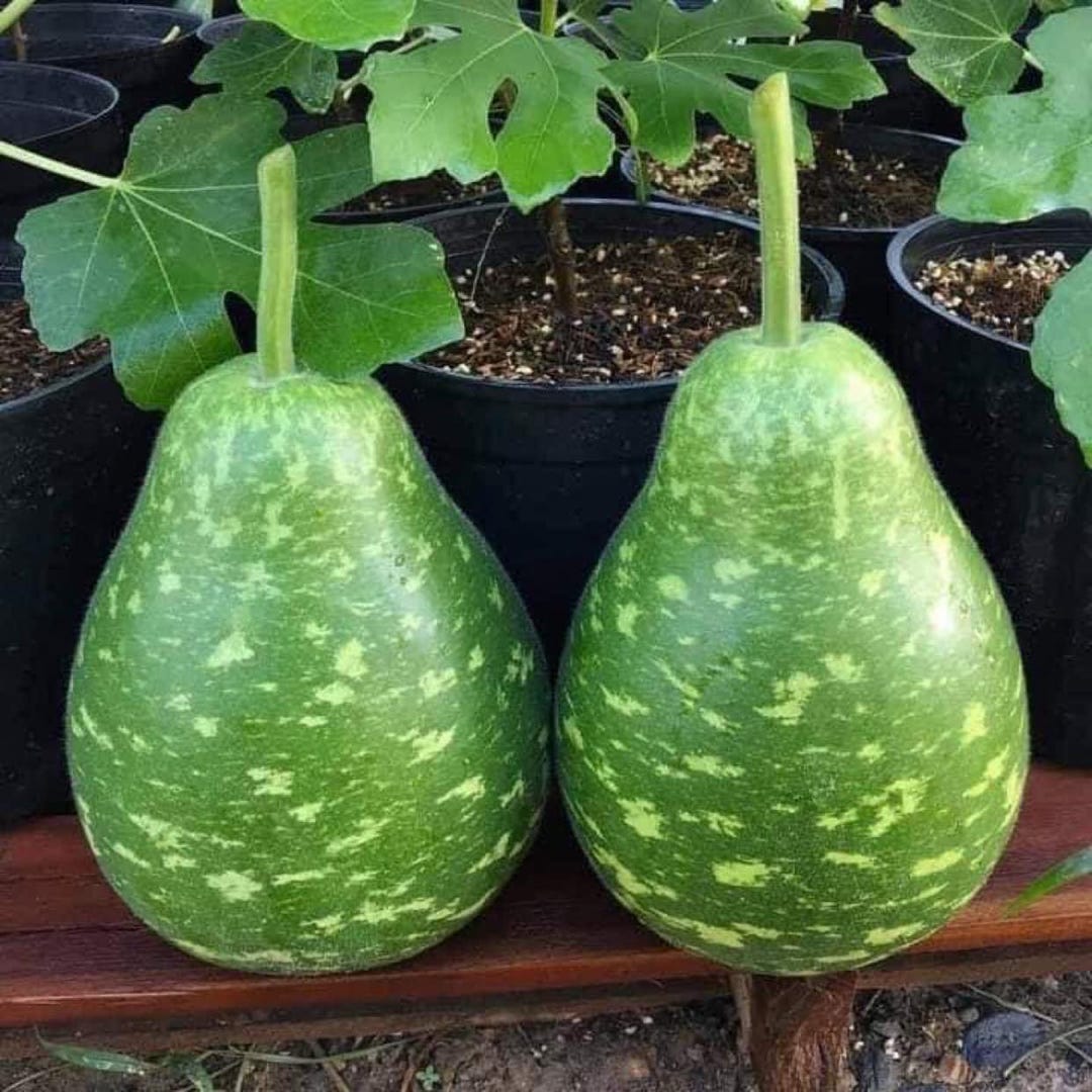 Taiwan Bottle Gourd Seeds - Yongfang Variety - Bầu Sao Đài Loan - Etsy