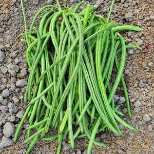 Bush Yard Long Green Bean Seeds - Đậu đũa Bụi Lùn - Etsy